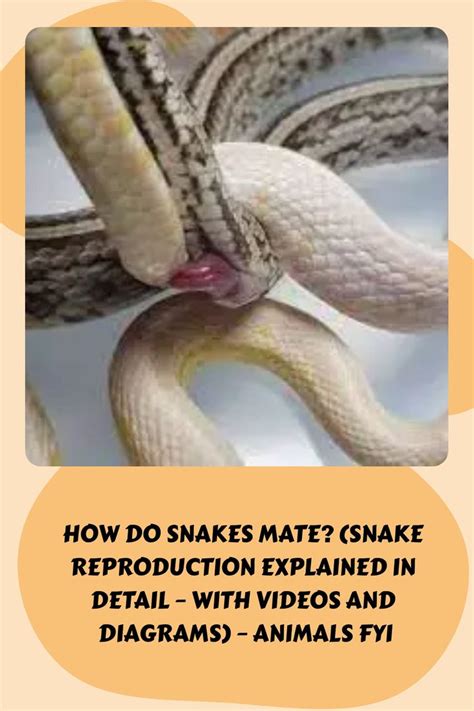 How Do Snakes Mate Snake Reproduction Explained In Detail With Videos And Diagrams How Do Snakes Mate Snake Reproduction Explained In Detail With Videos And Diagrams
