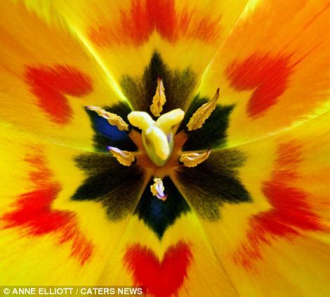 Hearts In Nature For Valentines Day Daily Mail Online