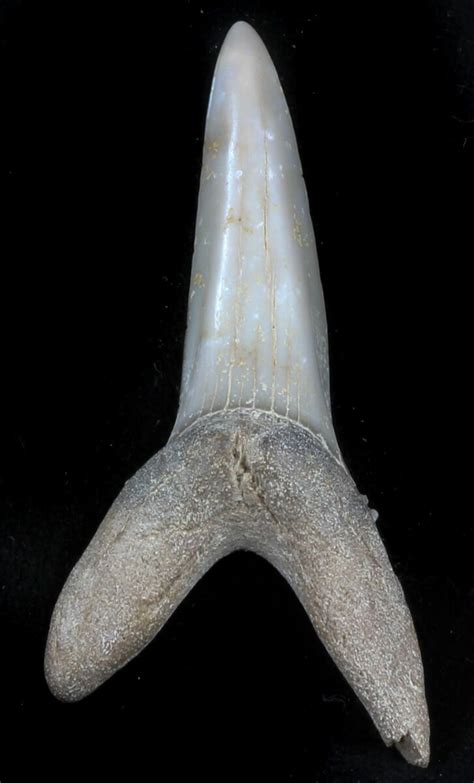 Sand Tiger Shark Teeth
