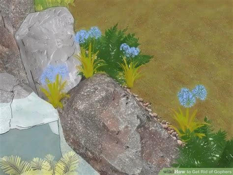 3 Ways To Get Rid Of Gophers Wikihow