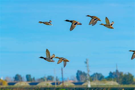 Live Duck Migration Map Comparison Guide 50 Ducks