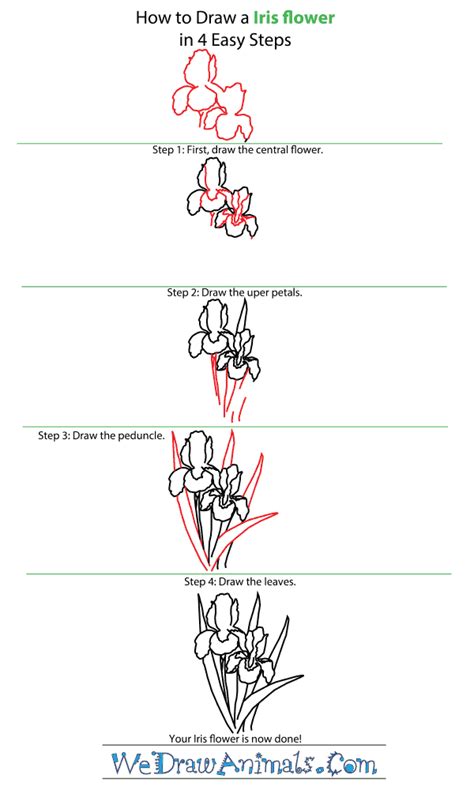 How To Draw An Iris Flower