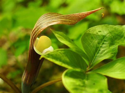 Arisème Arisaema Sikokianum Fiche Botanique Conservation Nature