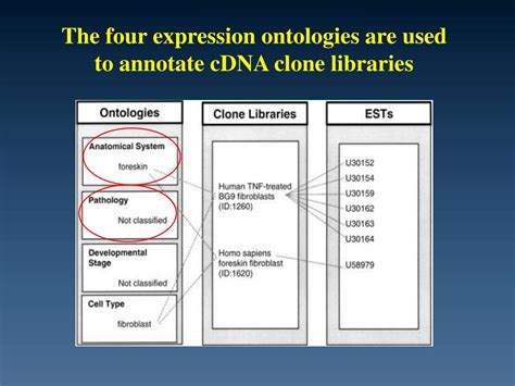 ppt herv structure powerpoint presentation free download id 5963449