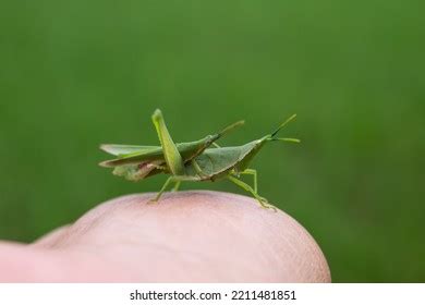 Mating Of Grasshopper Images Stock Photos Vectors Shutterstock