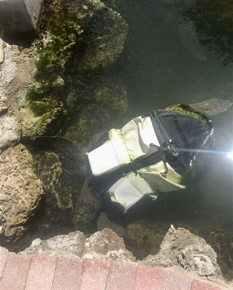 Sea Turtle With Life Vest Zoochat