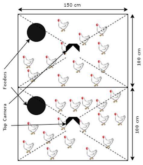 Broiler Mobility Assessment Via A Semi Supervised Deep Learning Model And Neo Deep Sort Algorithm