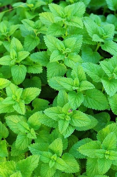 Продам укорененные черенки Мяты Можно выращивать на балконе и в огороде Цена 50р за черенок