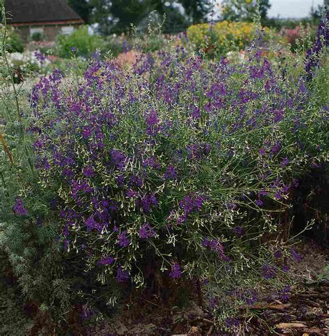 Delphinium Consolida Blue Cloud Muller Seeds