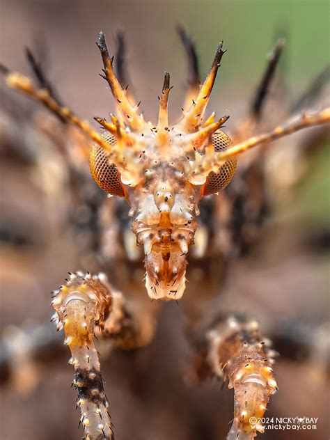 Spiky Assassin Bug Nymph Unknown Species One Nice Bug Per Day