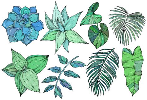 식물 학적 그림 단풍 알로에 선인장 야자수 가지 플로럴 세트 개체 그룹에 대한 스톡 벡터 아트 및 기타 이미지 개체 그룹 나무 나뭇가지 Istock