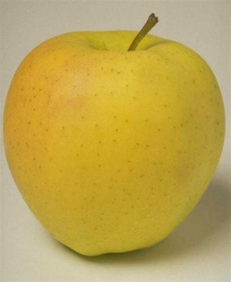 Яблоня Голден Делишес