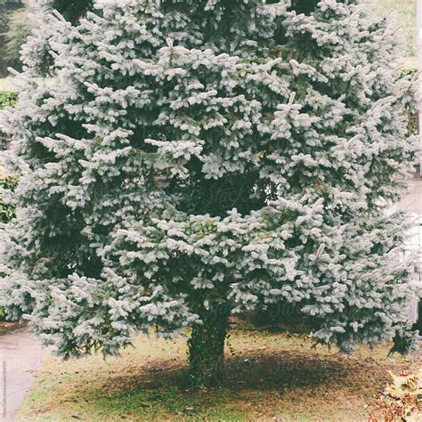 Pine Tree By Stocksy Contributor Giada Canu Stocksy