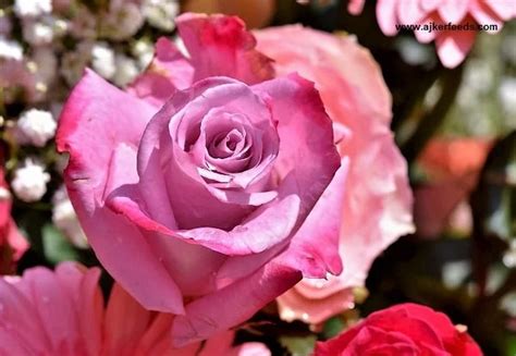 সুন্দর ফুলের ছবি ও পিকচার ডাউনলোড