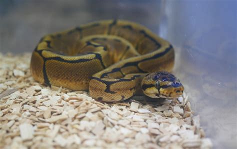 Feeding Royal Ball Pythons Exoticdirect