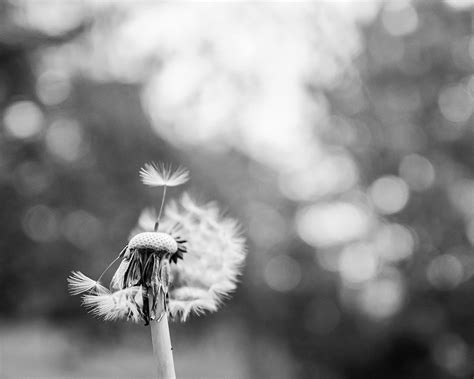 The Conjugation Of Reflexive Or Pronominal Verbs In The Passé Composé