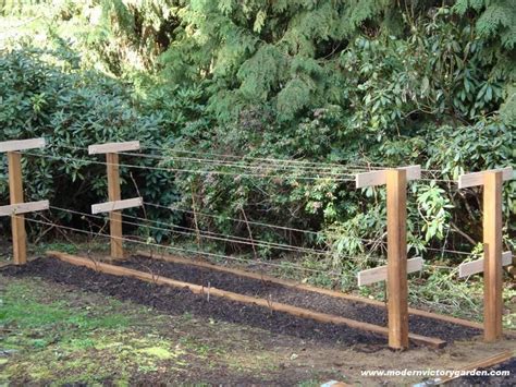 How To Grow Raspberries Artofit