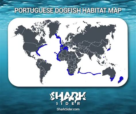Sharks Of The World Like Portuguese Dogfish Sharks Shark Sider