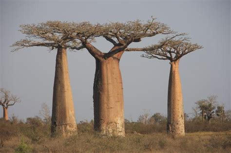 索科特拉龙血树图片 在也门索科特拉岛的龙树素材 高清图片 摄影照片 寻图免费打包下载