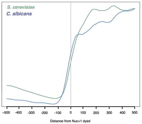 Biogroseq Data Metagene Plot In S Cerevisiae And C Albicans Average