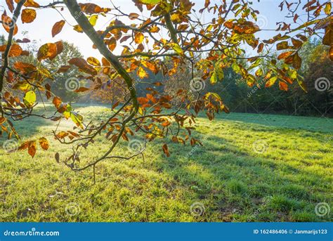 Trees In Fall Colors In A Green Grassy Field In Sunlight In Autumn