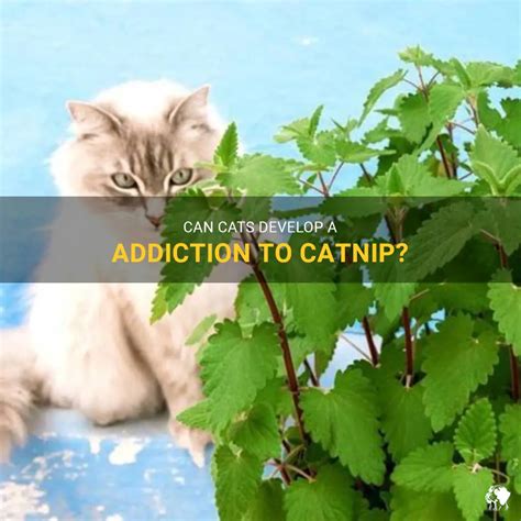 Can Cats Develop A Addiction To Catnip PetShun