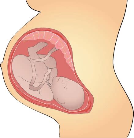 Understanding The Umbilical Cord Cells For Life