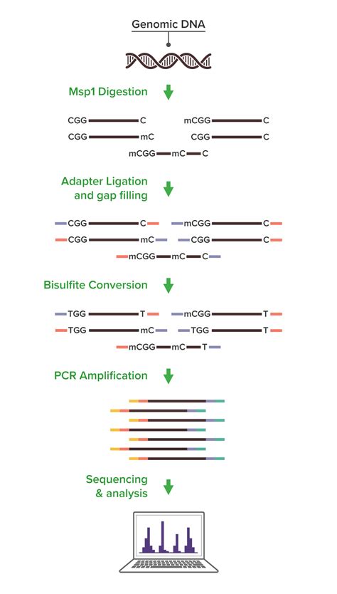 Reduced Representation Bisulfite Sequencing Services
