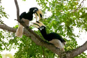 How Do Birds Mate A Complete Guide To Bird Sex Everyday Science