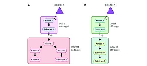Direct Indirect And Off Target Effects Of Kinase Inhibitors A In Download Scientific
