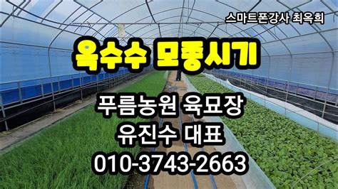 옥수수 모종 시기 좋은 육묘 선택방법 옥수수 발아율 높이는법 Youtube