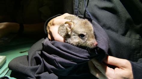 A Personal View Of Australian And International Politics Brush Tailed Burrowing Bettong