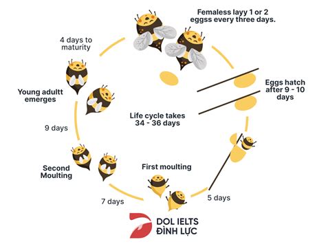 Cách Viết Dạng Process Ielts Writing Task 1 Và Bài Mẫu