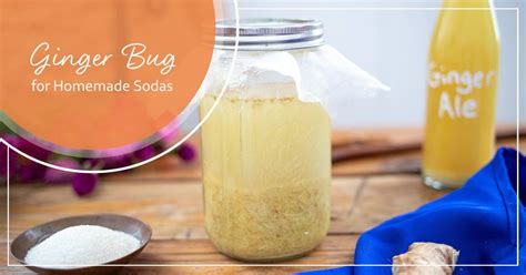 Ginger Bug Recipe Starter For Homemade Sodas Kami McBride