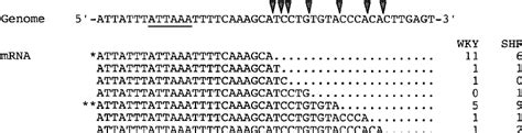 Nucleotide Sequence Of Ngf Mrna 3 ′ Utr The 3 ′ Utrs Of Ngf Mrna In