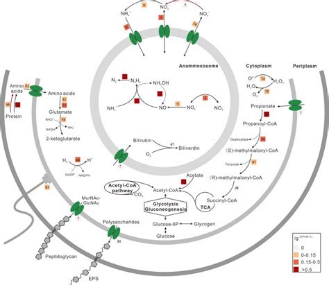 我院杨玉春助理教授在厌氧氨氧化 Anammox 菌的研究中取得新进展 中山大学生态学院
