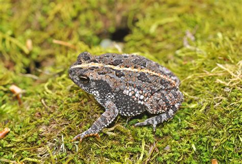 Oak Toad