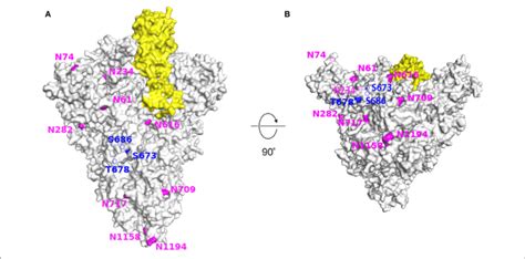 Structural Modeling Of Sars Cov 2 Spike Protein Showing The Location Download Scientific