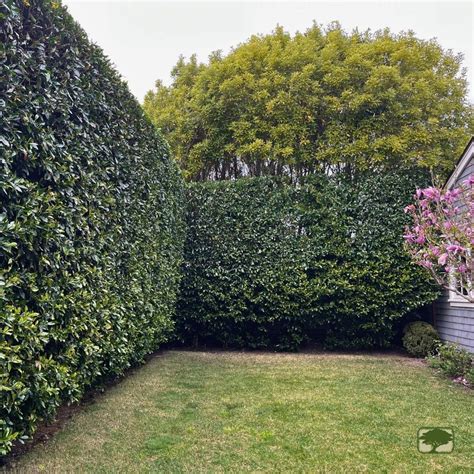 Ned Patchett Consulting Inc On Linkedin Hedges Bushmaintenance Privacy Backyardprivacy