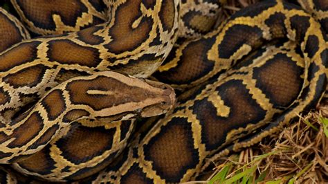 Invasive Python Parasites Are Infecting Floridas Native Reptiles