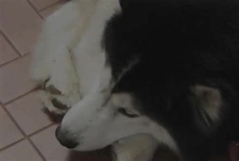 Bestiality Harlots Shemales Cant Live A Day Without Dogs Cock