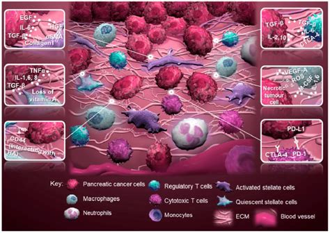 Schematic Of The Tumor Microenvironment Of Pdac And Tumor Stromal