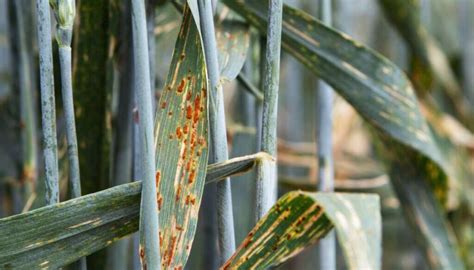 Real Time Diagnostics For Devastating Wheat Rust In Ethiopia Marple Diagnostics