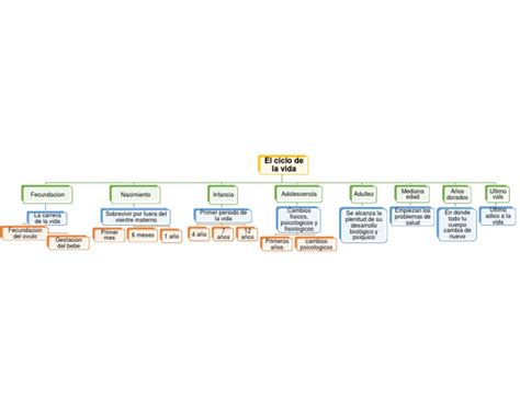 Mapa Conceptual Ciclo De Vida Pdf