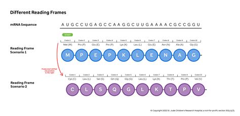 Translation Introduction To Genomics For Engineers