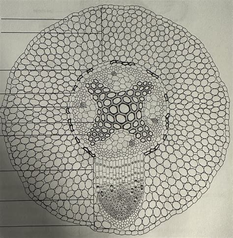 DICOT ROOT DIAGRAM Diagram Quizlet