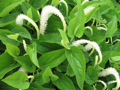 Wetland Plants Id Quiz 2023 With Pictures Flashcards Quizlet