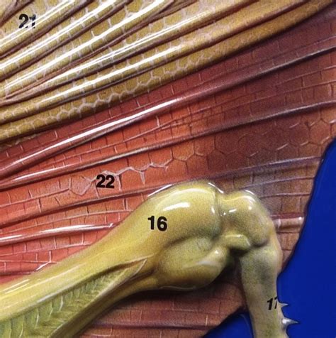 Grasshopper 5 Diagram Quizlet