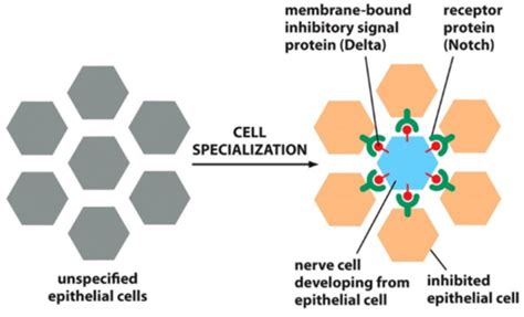 Biol211 L20 Cell Interactions In Neural Development Flashcards Quizlet