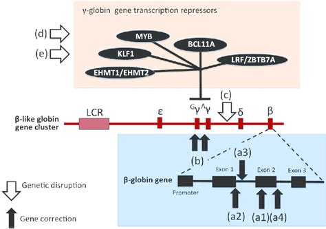 Potential Targets Of The Crisprcas9 Gene Editing For β Thalassemia